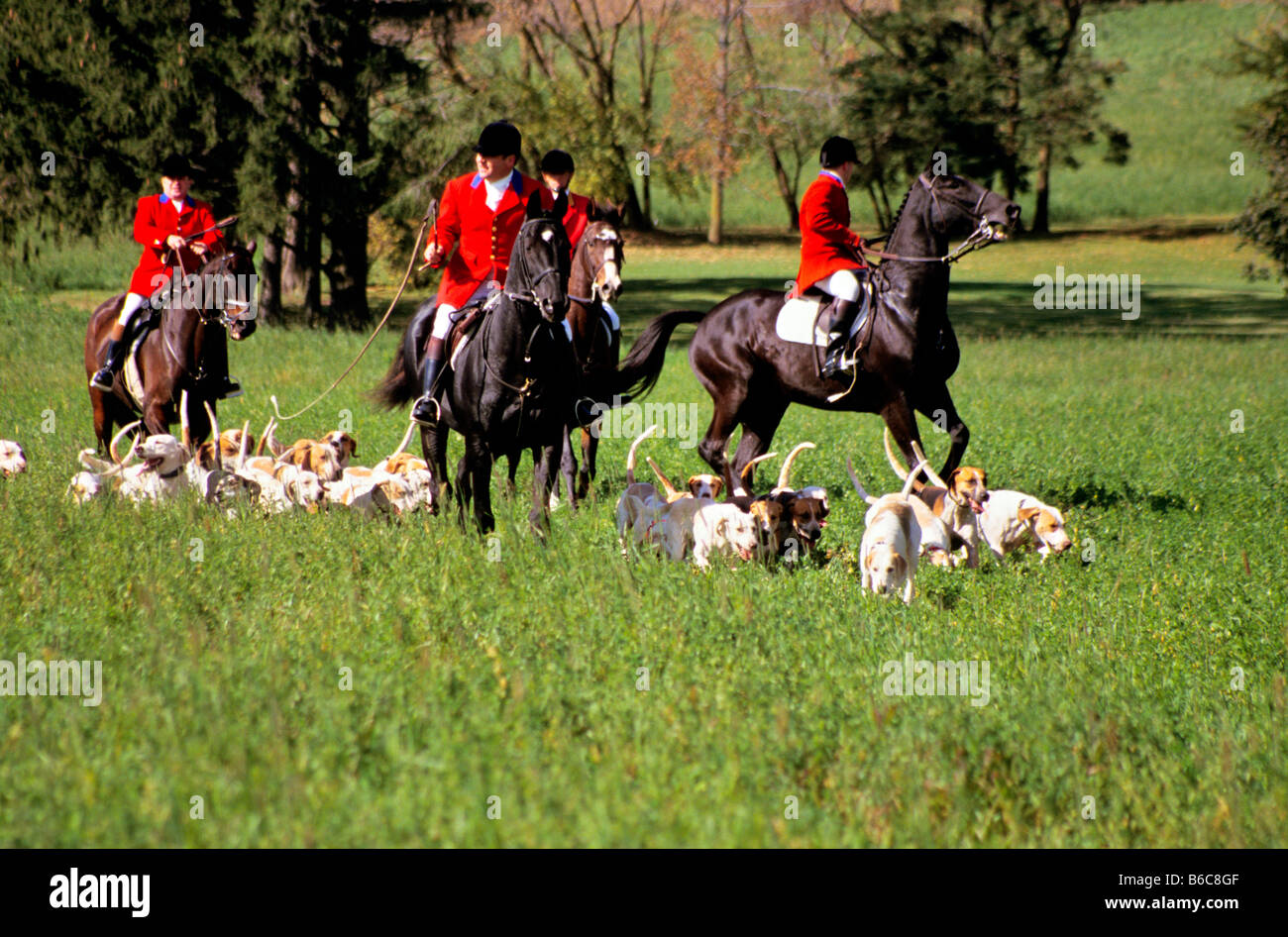 Fox hunt in North America Stock Photo - Alamy