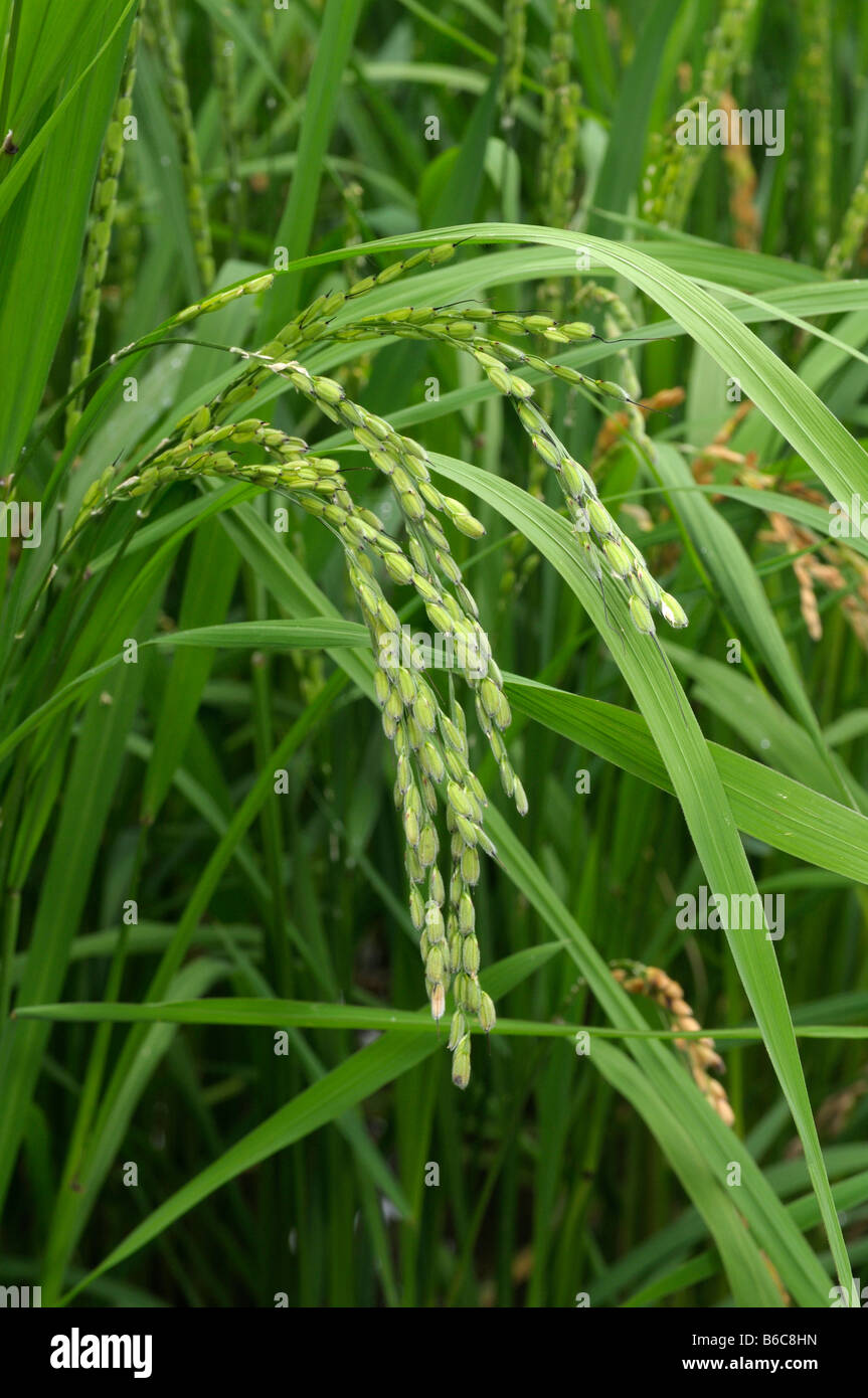 Rice oryza sativa hi-res stock photography and images - Alamy