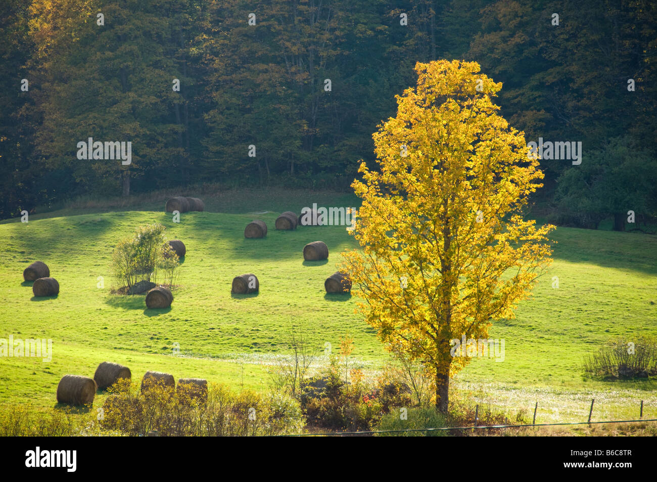 Autumn sunlight striking a yellow tree in a green field Stock Photo - Alamy