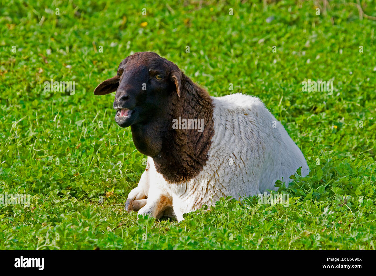 Black headed sheep hi-res stock photography and images - Alamy