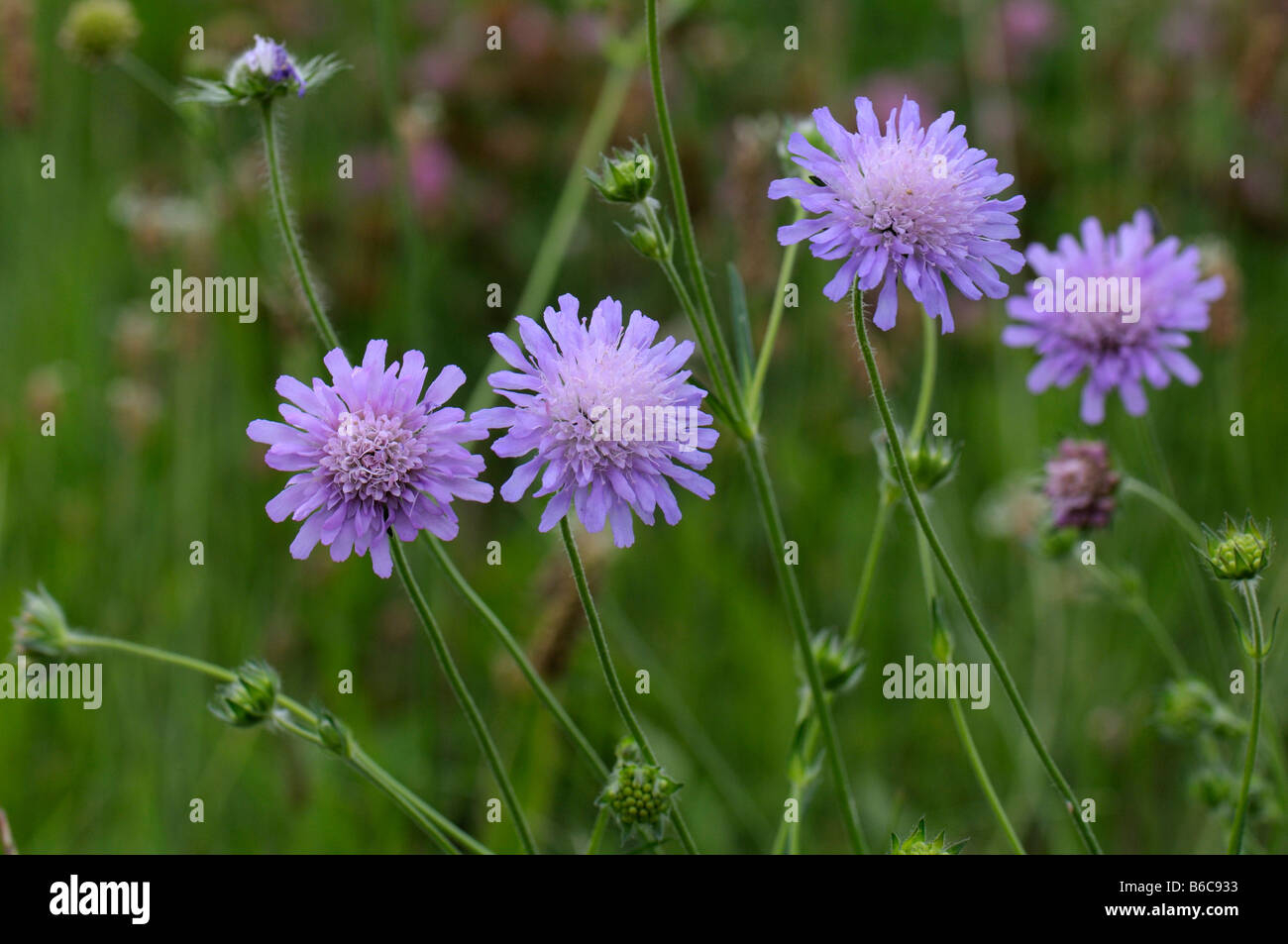 Small Scabious (Scabiosa columbaria), flowering Stock Photo - Alamy
