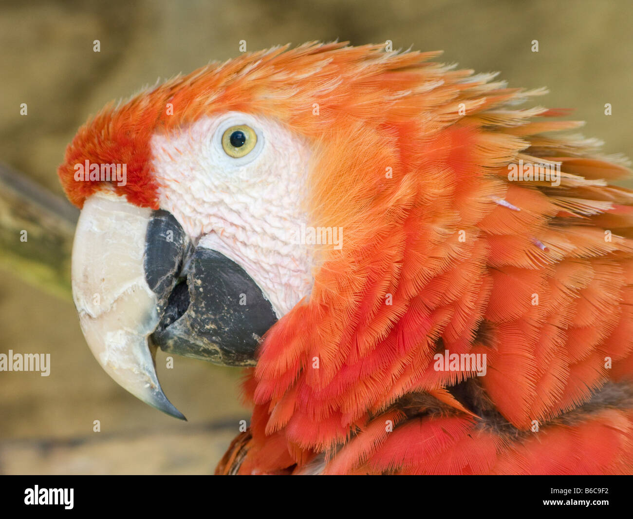 Scarlet Macaw Amazon Parrot Ecuador Stock Photo - Alamy