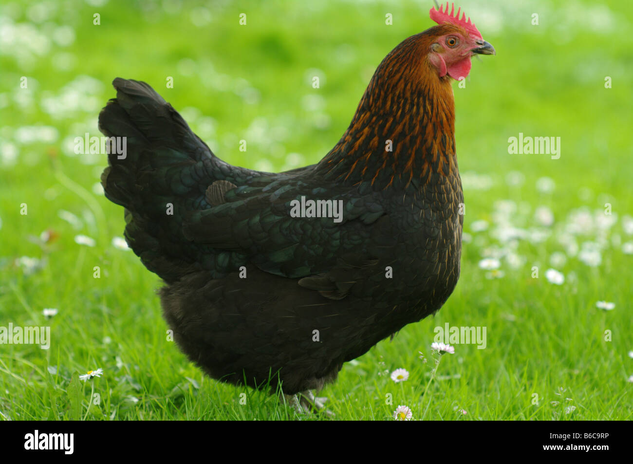 Hen outside in the meadow Stock Photo - Alamy