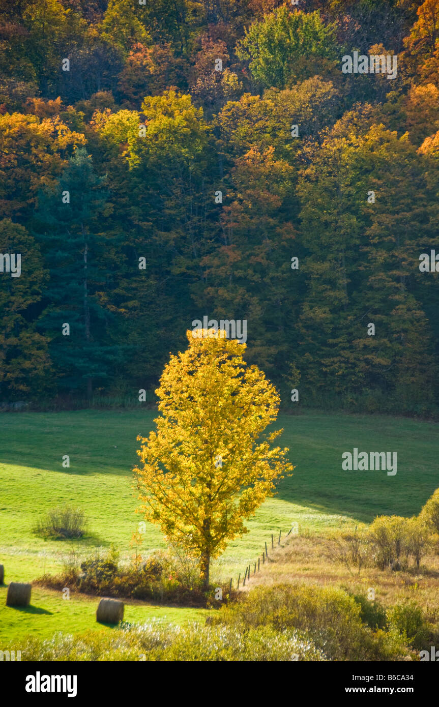 Autumn sunlight striking a yellow tree in a green field Stock Photo - Alamy
