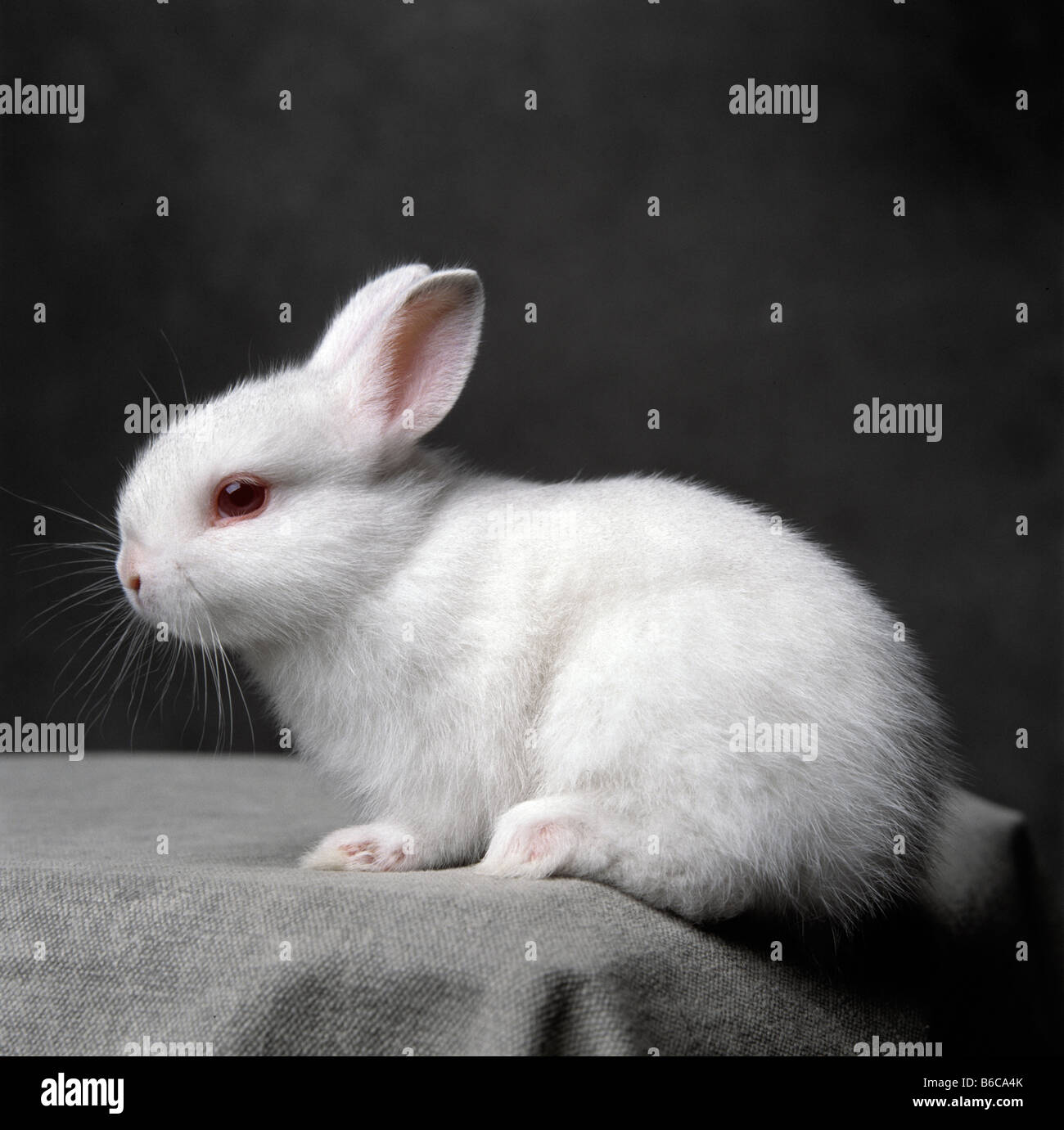 Beast rabbit hi-res stock photography and images - Alamy