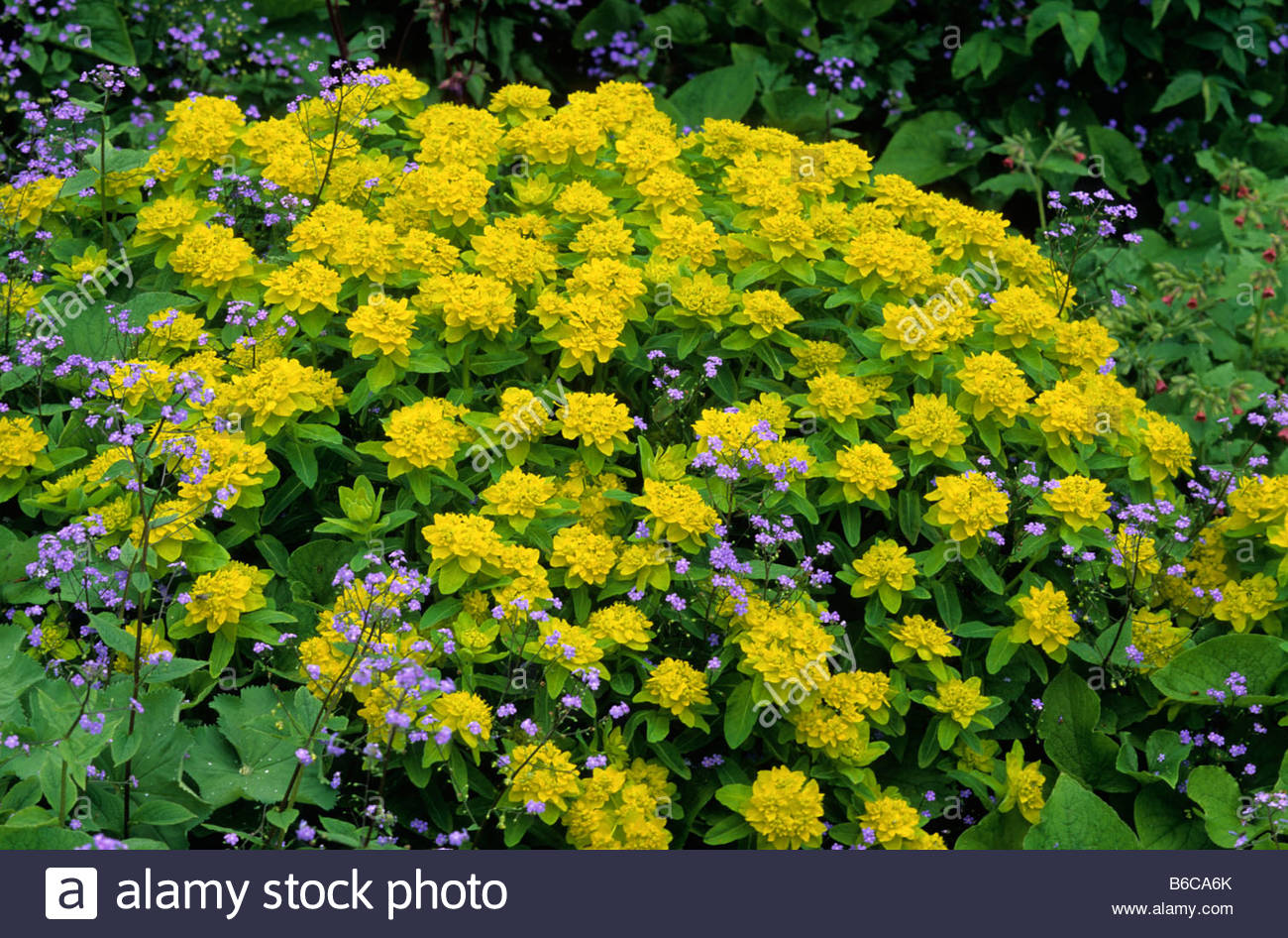 Brunnera Garden Border Stock Photos & Brunnera Garden Border Stock ...