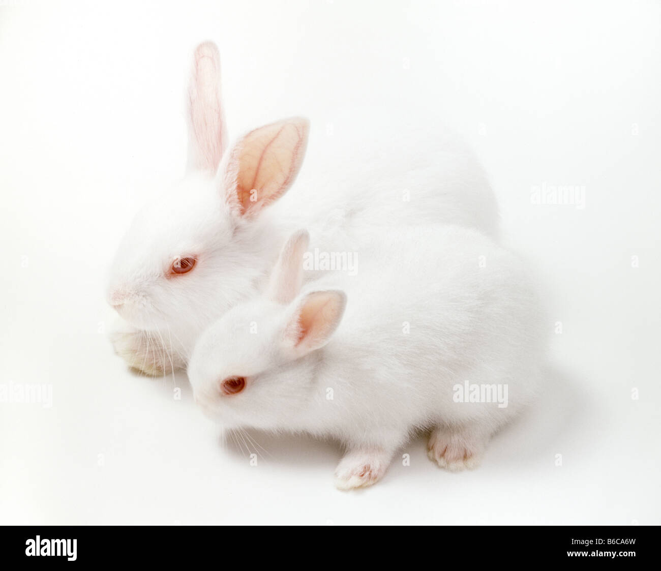 White rabbits family hi-res stock photography and images - Alamy