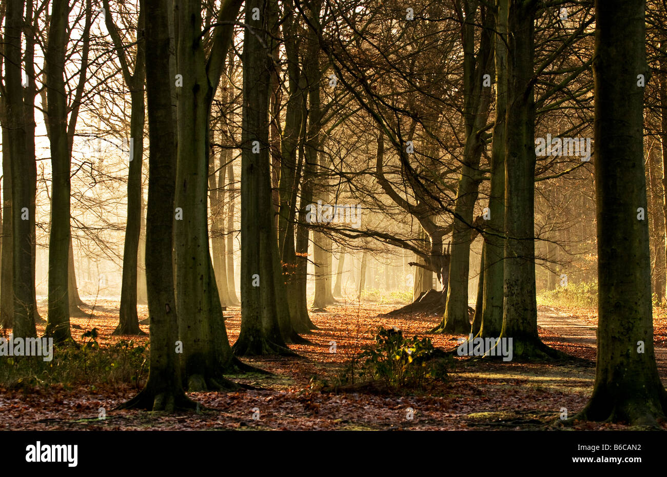Copper Beech Trees in Thorndon Park in Essex Stock Photo - Alamy