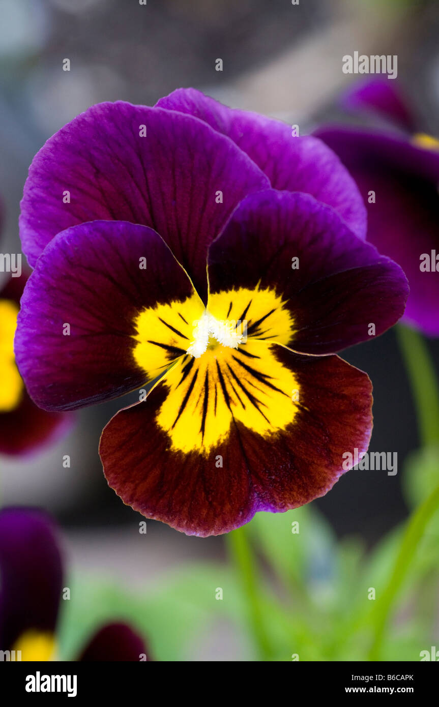 Viola blooms hi-res stock photography and images - Alamy