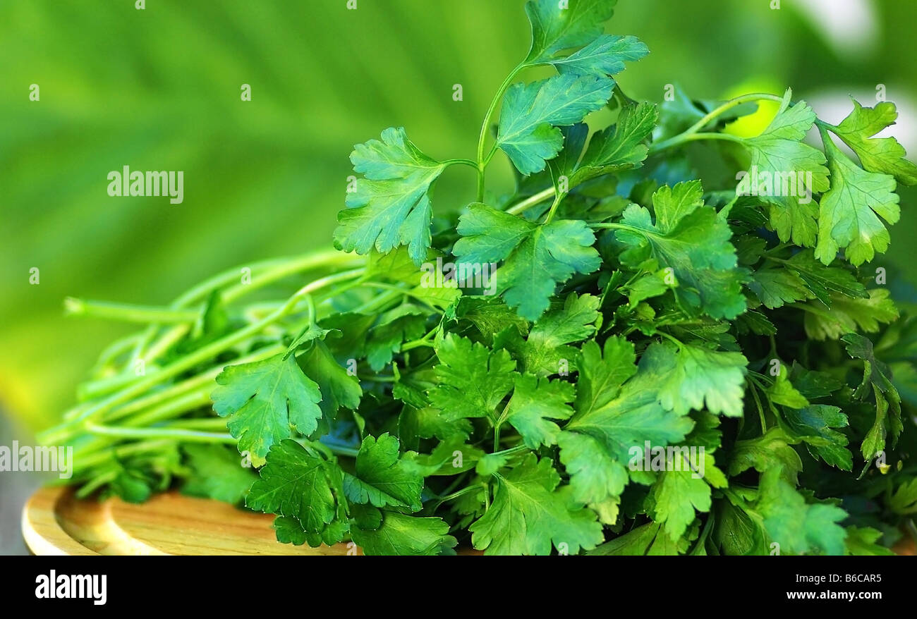 Green parsley plant hi-res stock photography and images - Alamy