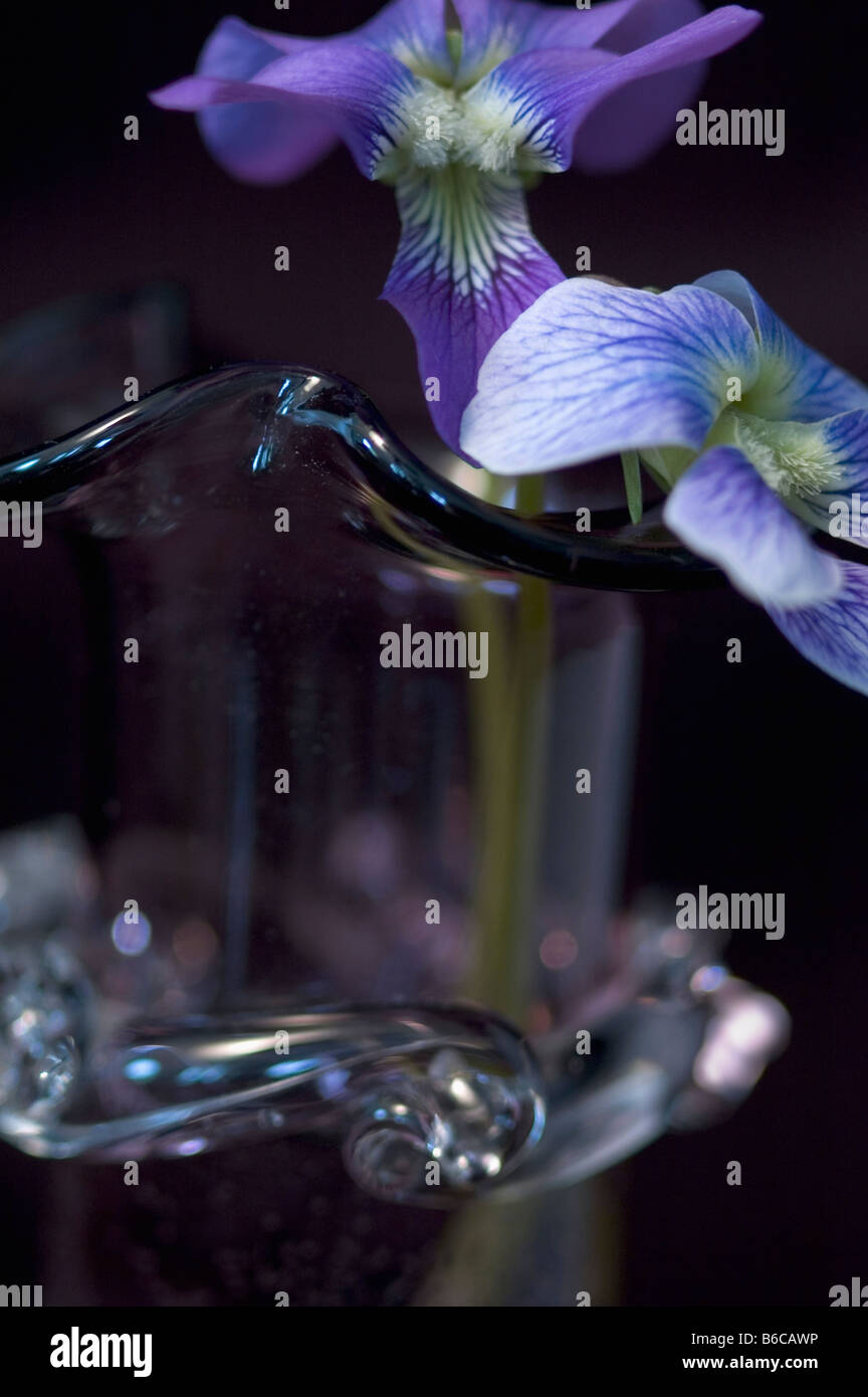 Studio shot macro closeup of violets in a vase on black background ...