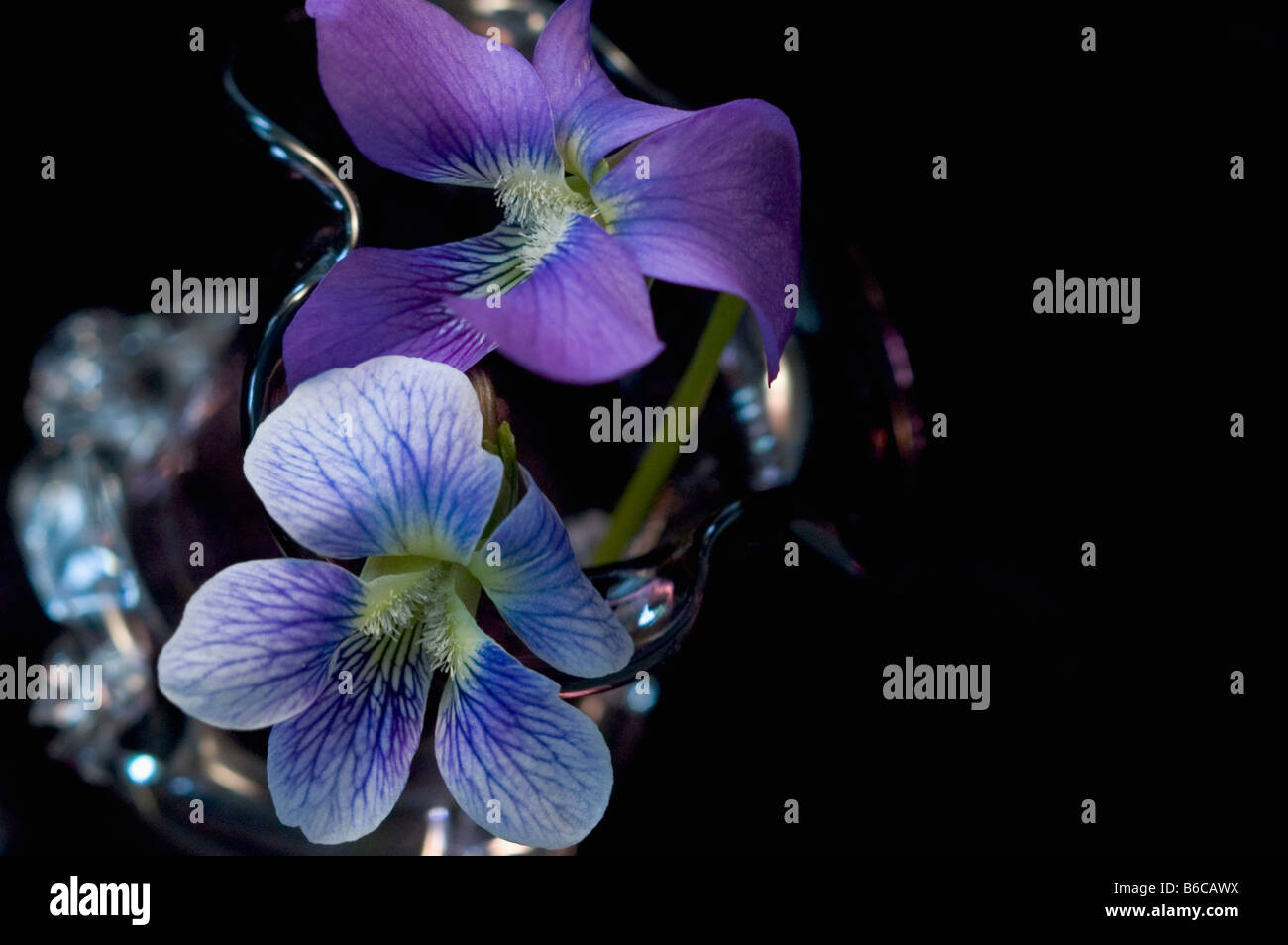 Studio shot macro closeup of violets in a vase on black background with ...