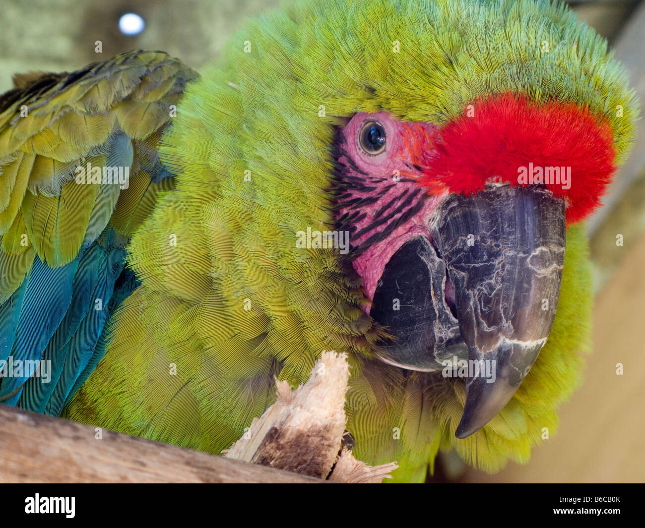 Red-lored Amazon Parrot Ecuador Stock Photo - Alamy