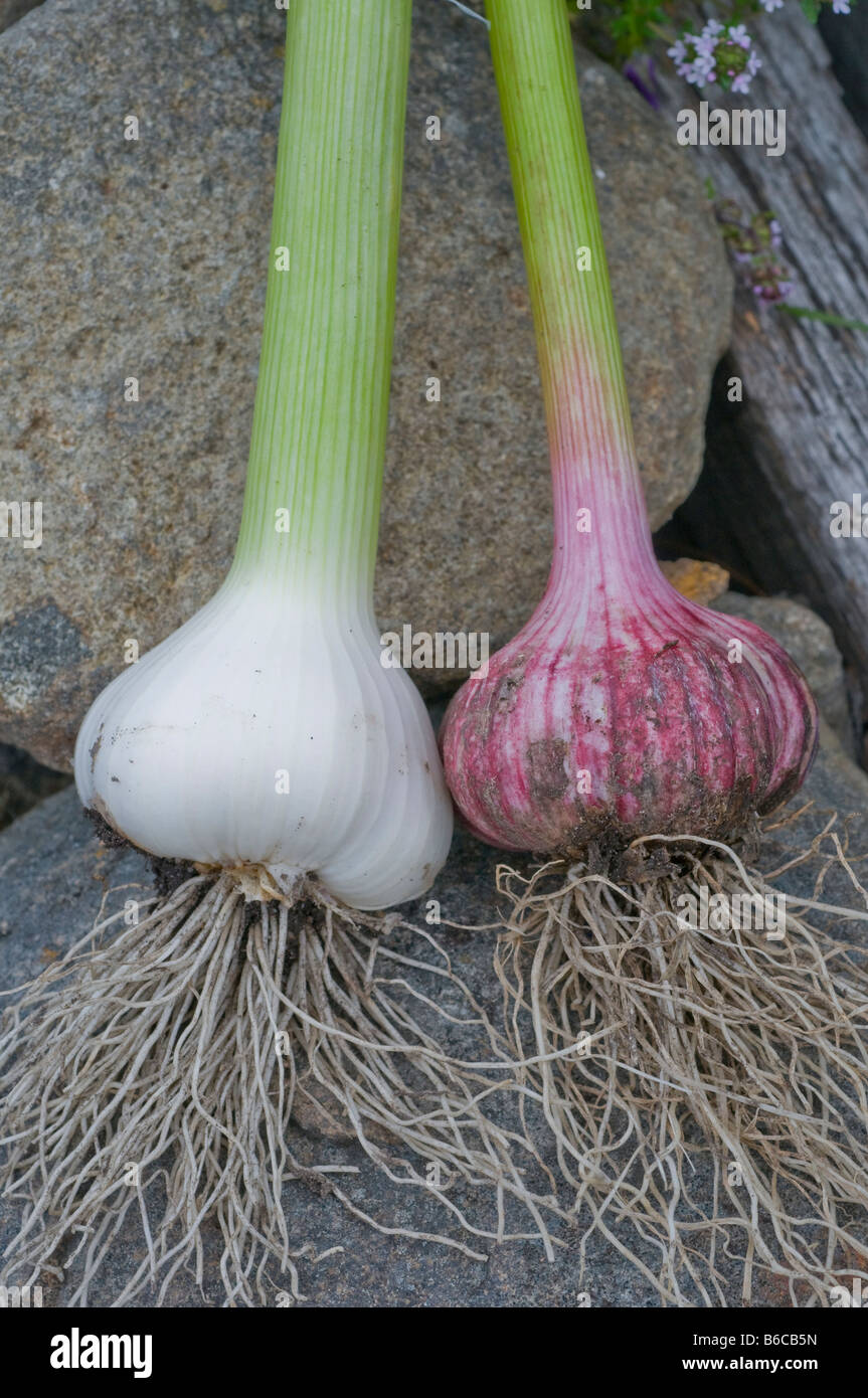 Root system hi-res stock photography and images - Alamy