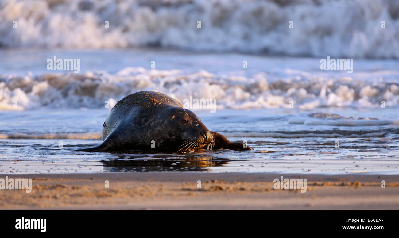 Grey seal shore halichoerus hi-res stock photography and images - Alamy