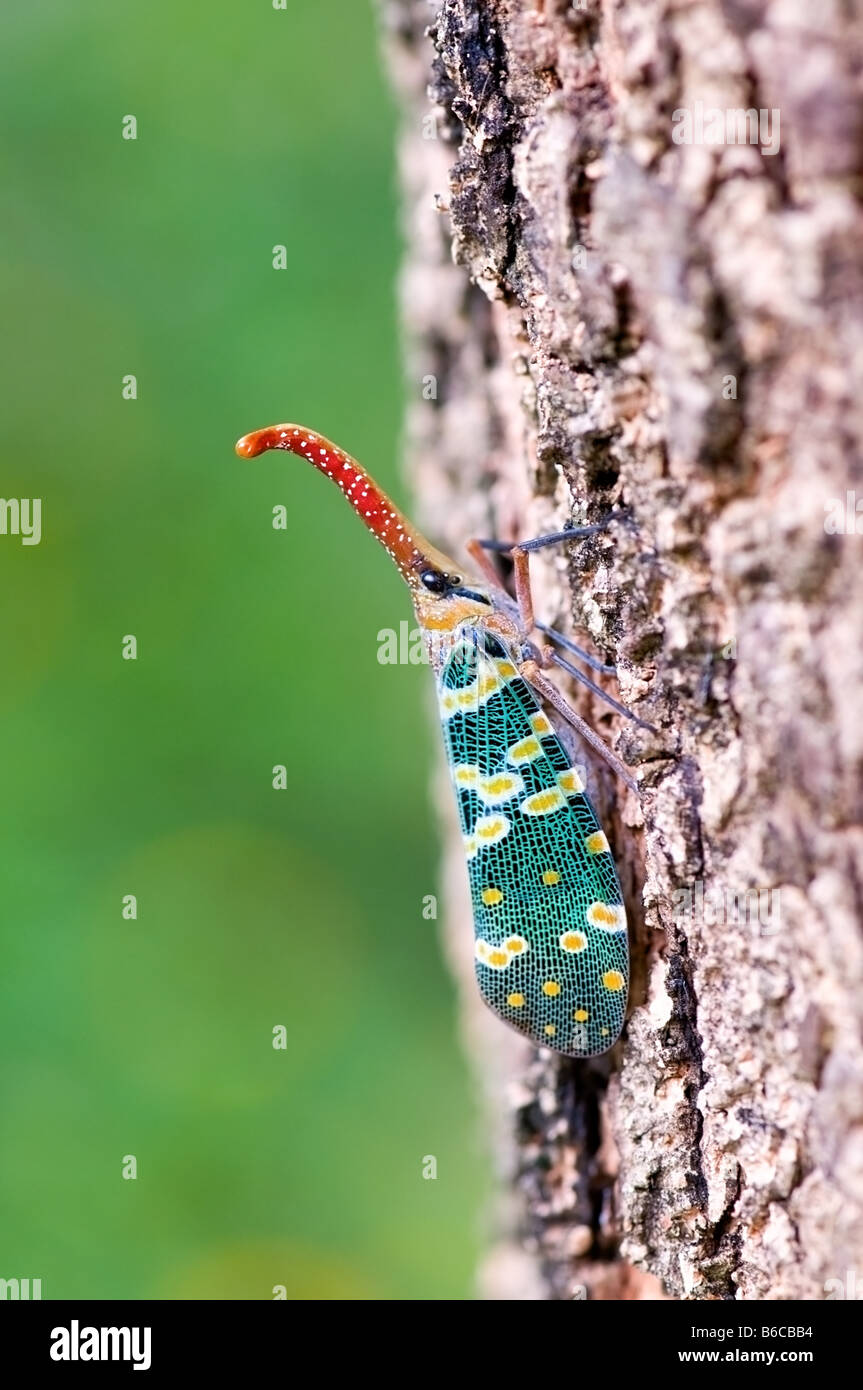 Close up view of Pyrops candelaria on tree Stock Photo - Alamy