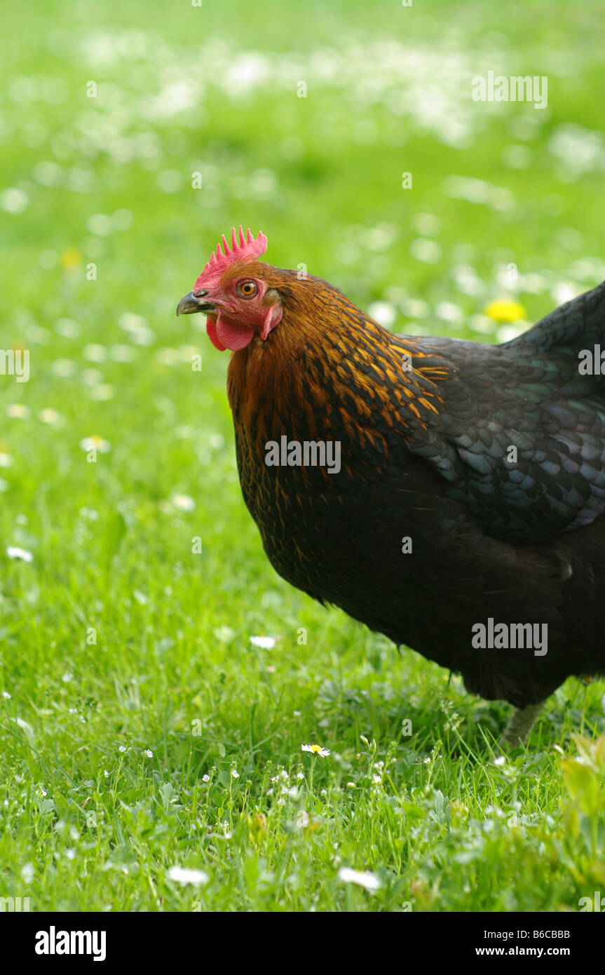 Hen outside in the meadow Stock Photo - Alamy