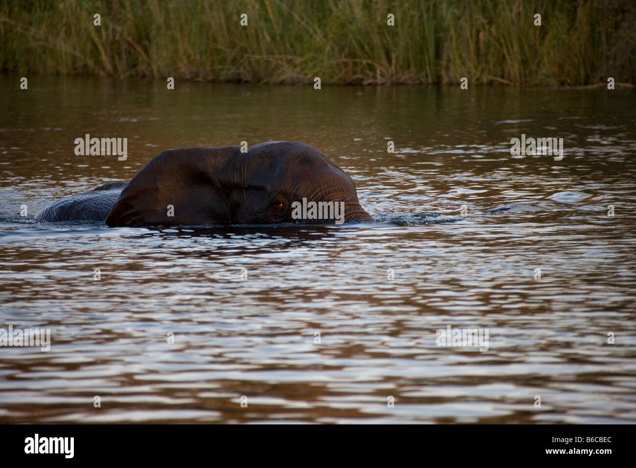 Baby Elephant Swimming in Late Day, Linyanti Swamp, Namibia Stock Photo ...
