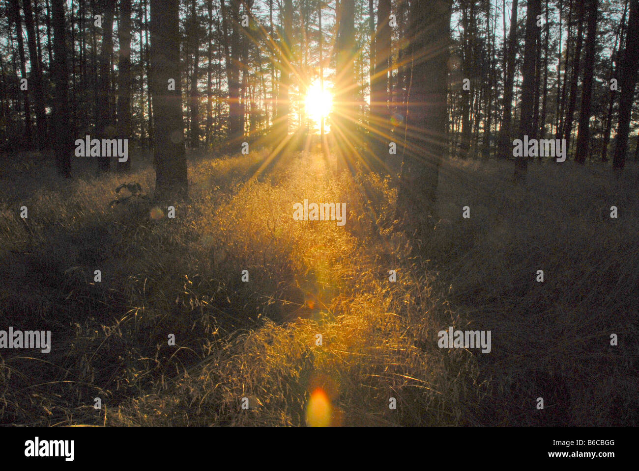 Shadow cast by trees hi-res stock photography and images - Alamy
