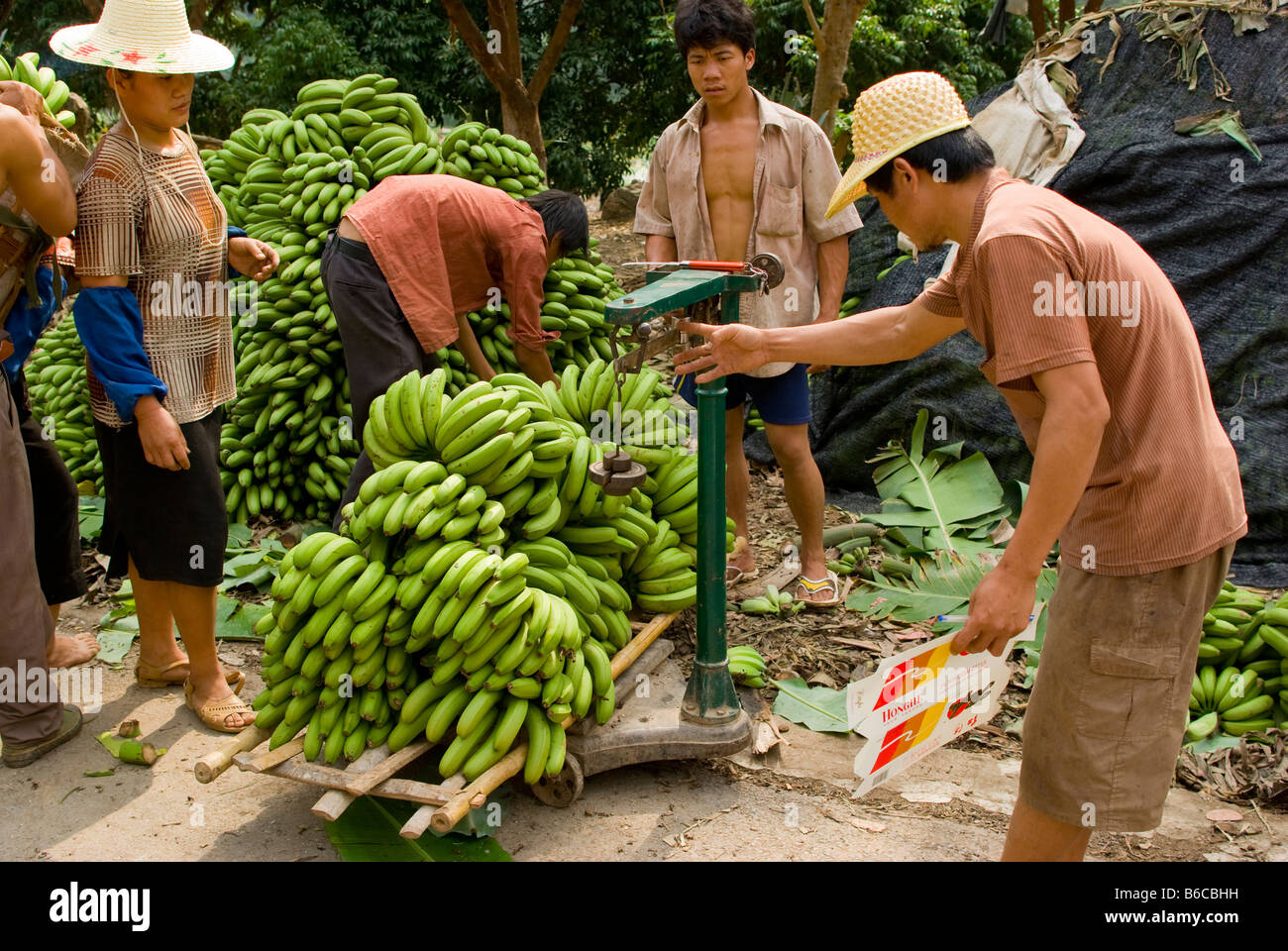 Tally me banana hi-res stock photography and images - Alamy