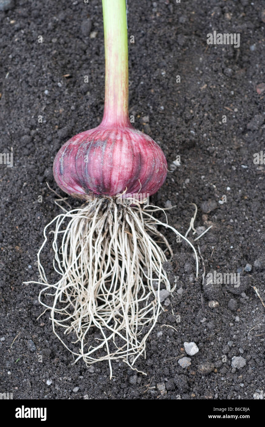 Garlic roots hi-res stock photography and images - Alamy