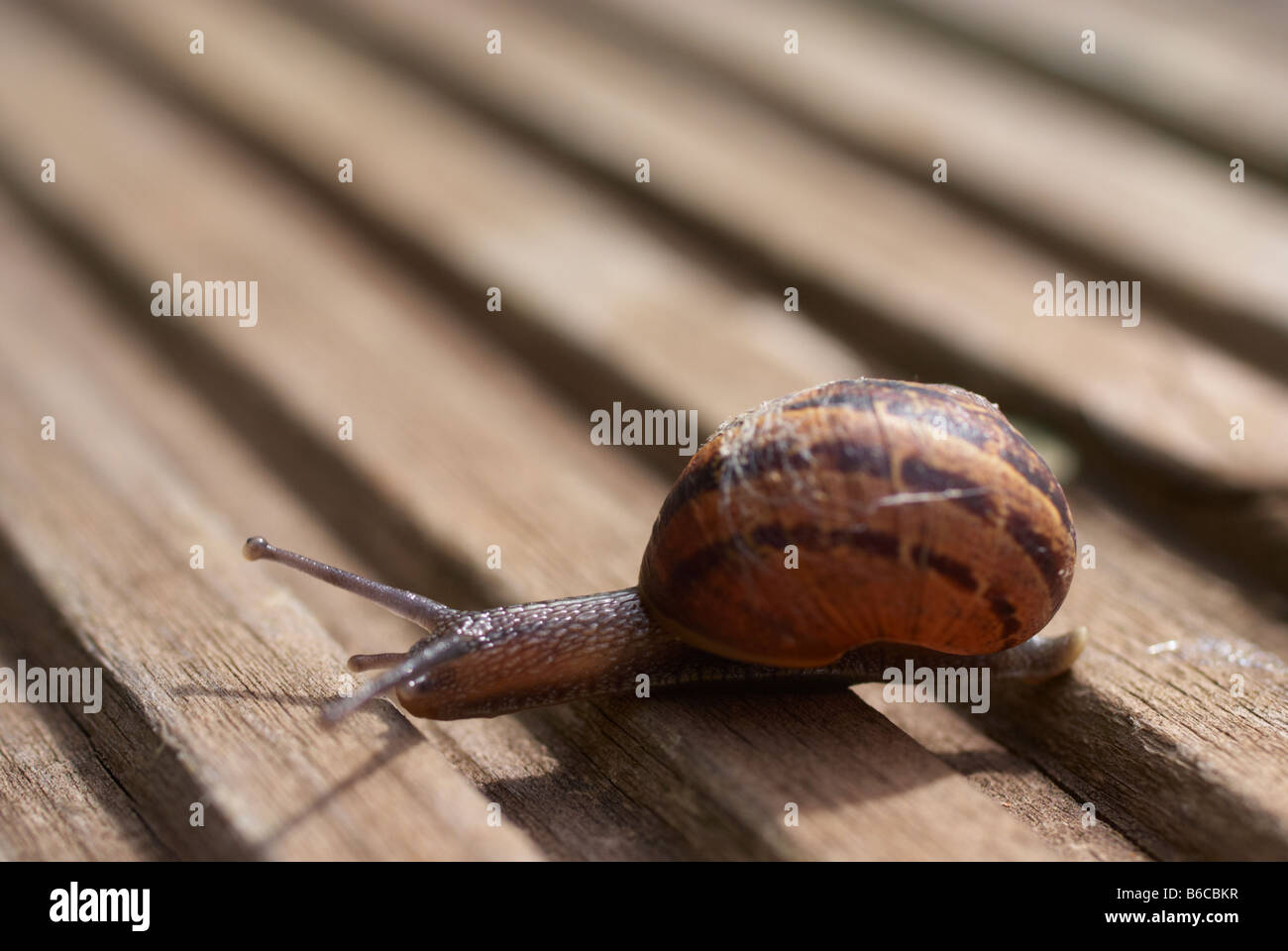 Eye to eye with a garden snail Stock Photo - Alamy
