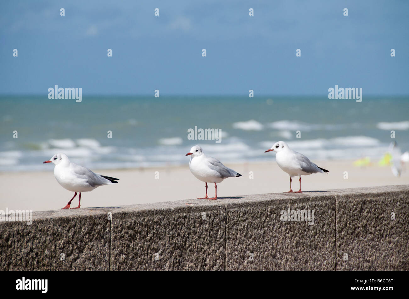 3 Seagulls standing in a row, Berck, Pas de Calais, France Stock Photo ...