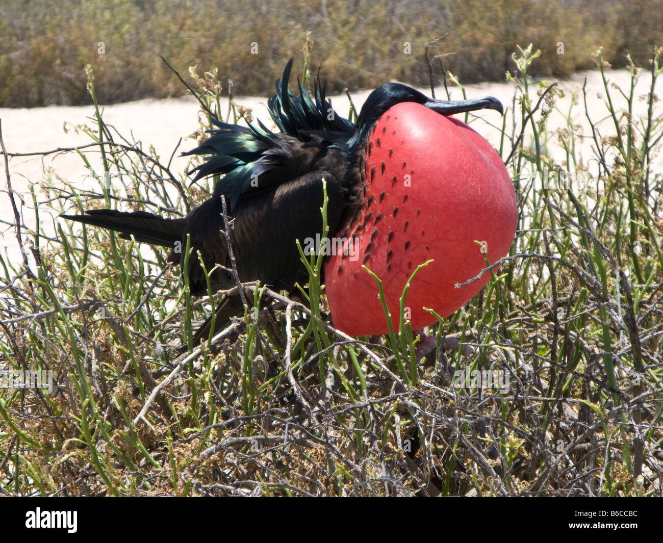 Frigate bird hi-res stock photography and images - Alamy