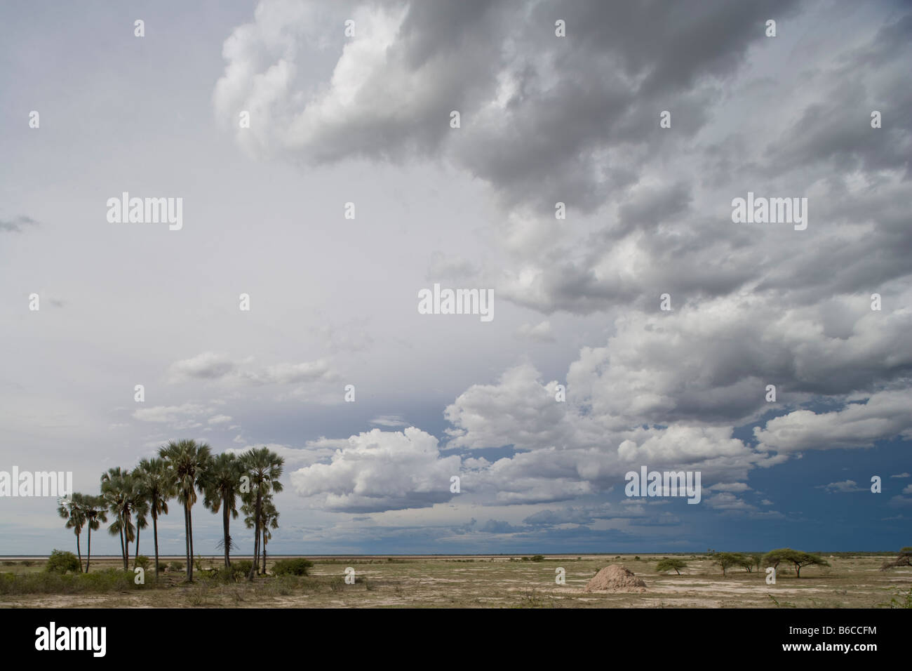 Africa Namibia Etosha National Park Small stand of palm trees at edge ...