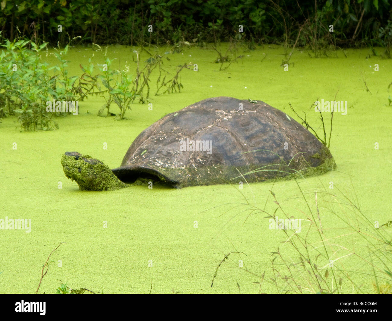 Galapagos giant tortoise geochelone green moss water galapagos islands ...