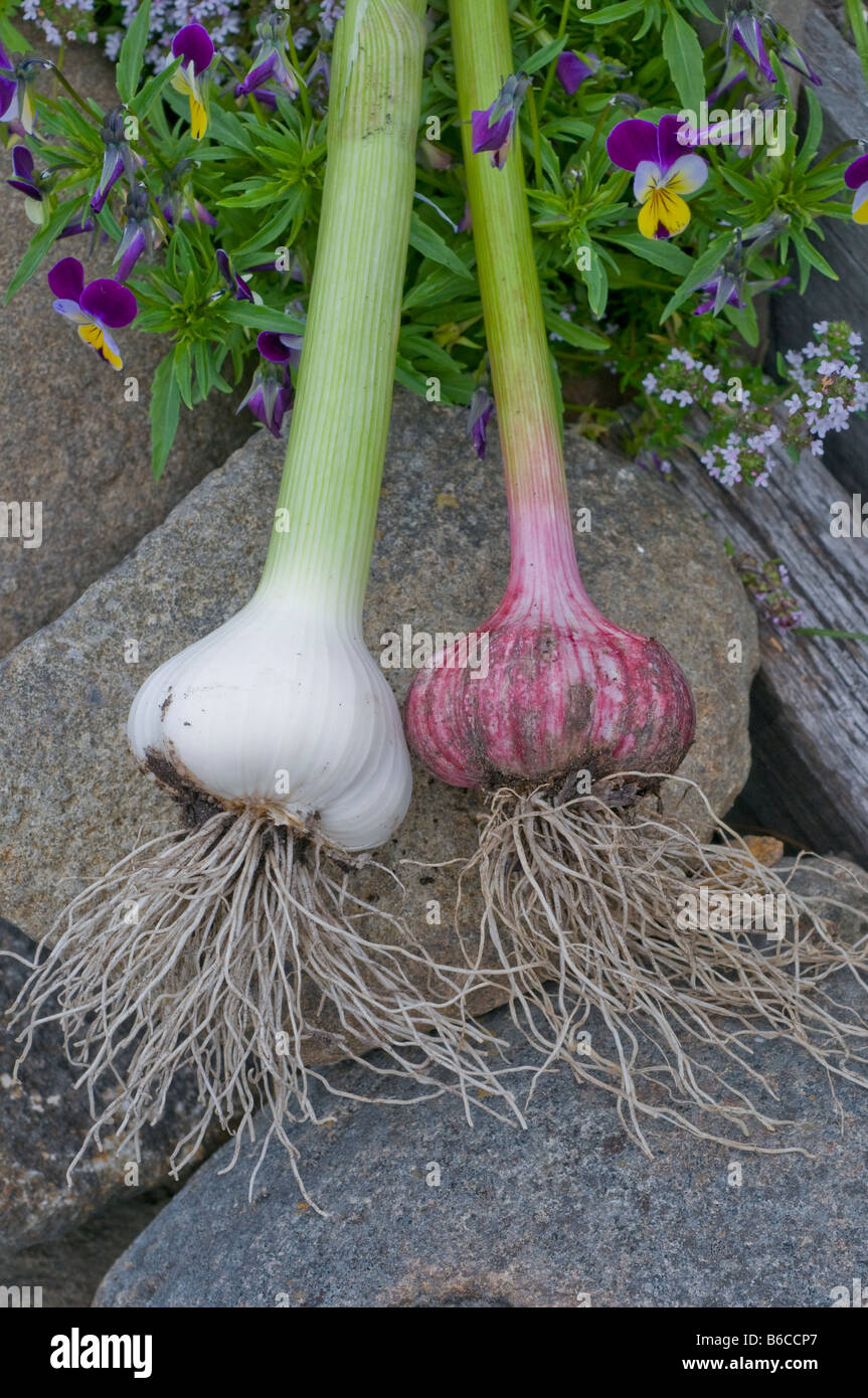 Two different varieties of freshly harvested garlic showing healthy ...
