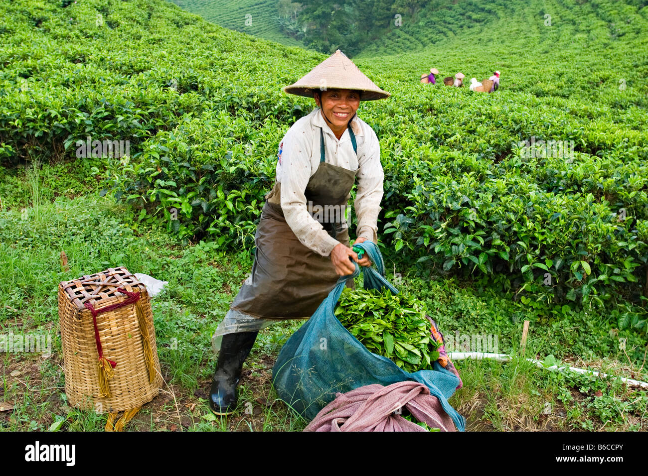 Tea harvesting - Java, Indonesia Stock Photo - Alamy