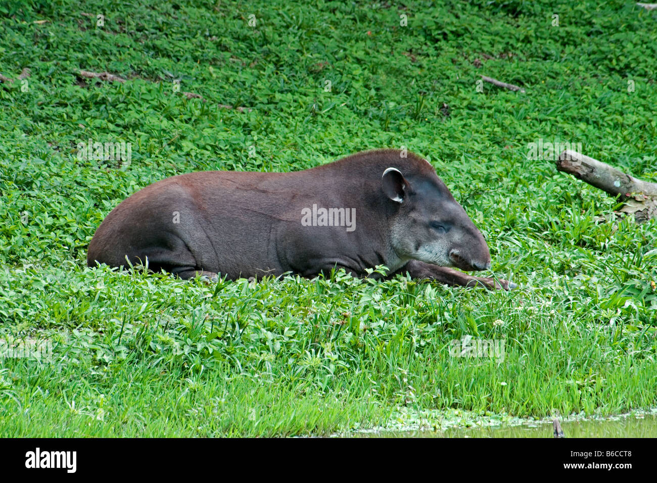 Amazonian tapir hi-res stock photography and images - Alamy