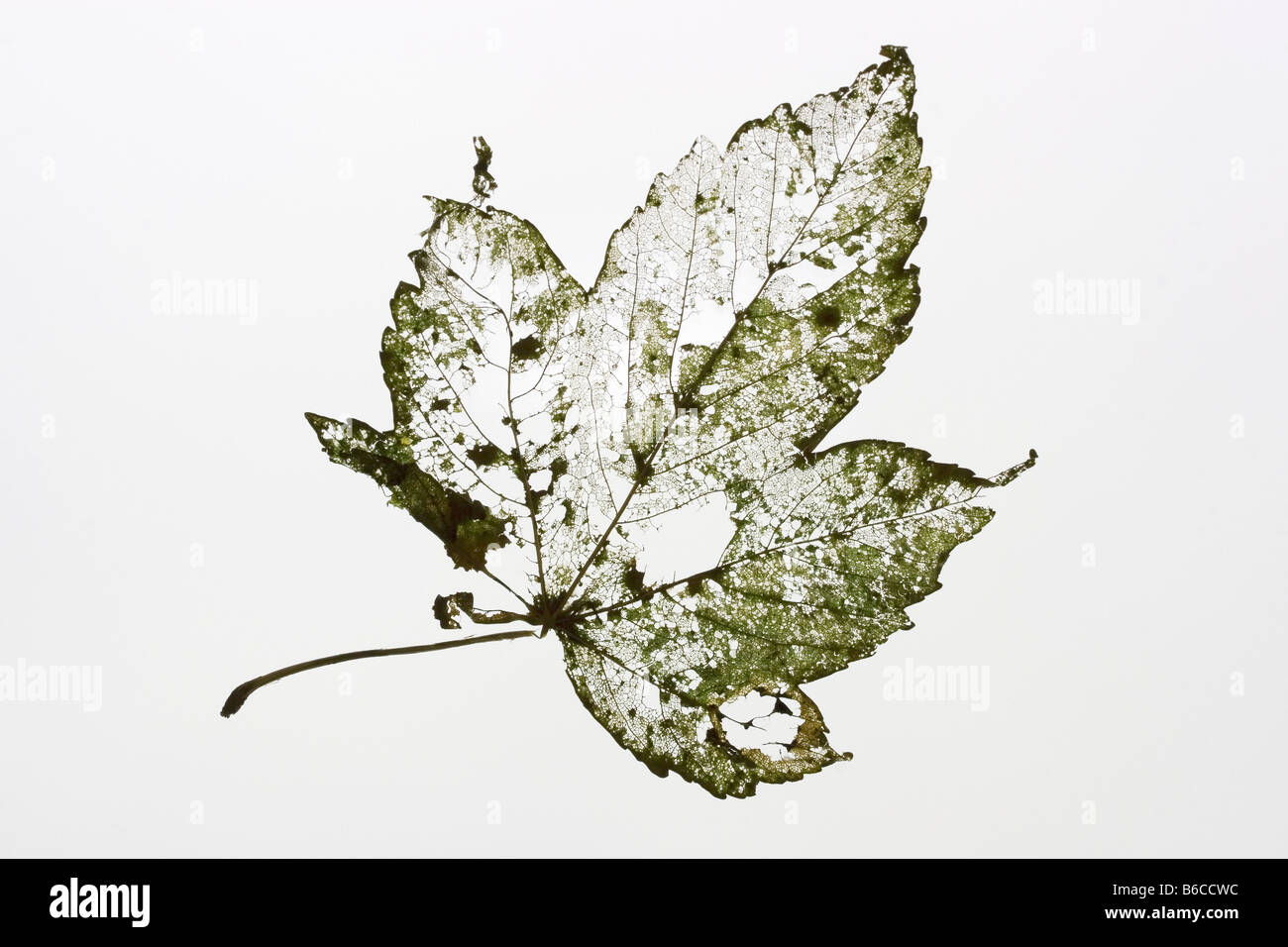 Sycamore Leaf skeleton Acer pseudoplantanus Stock Photo - Alamy