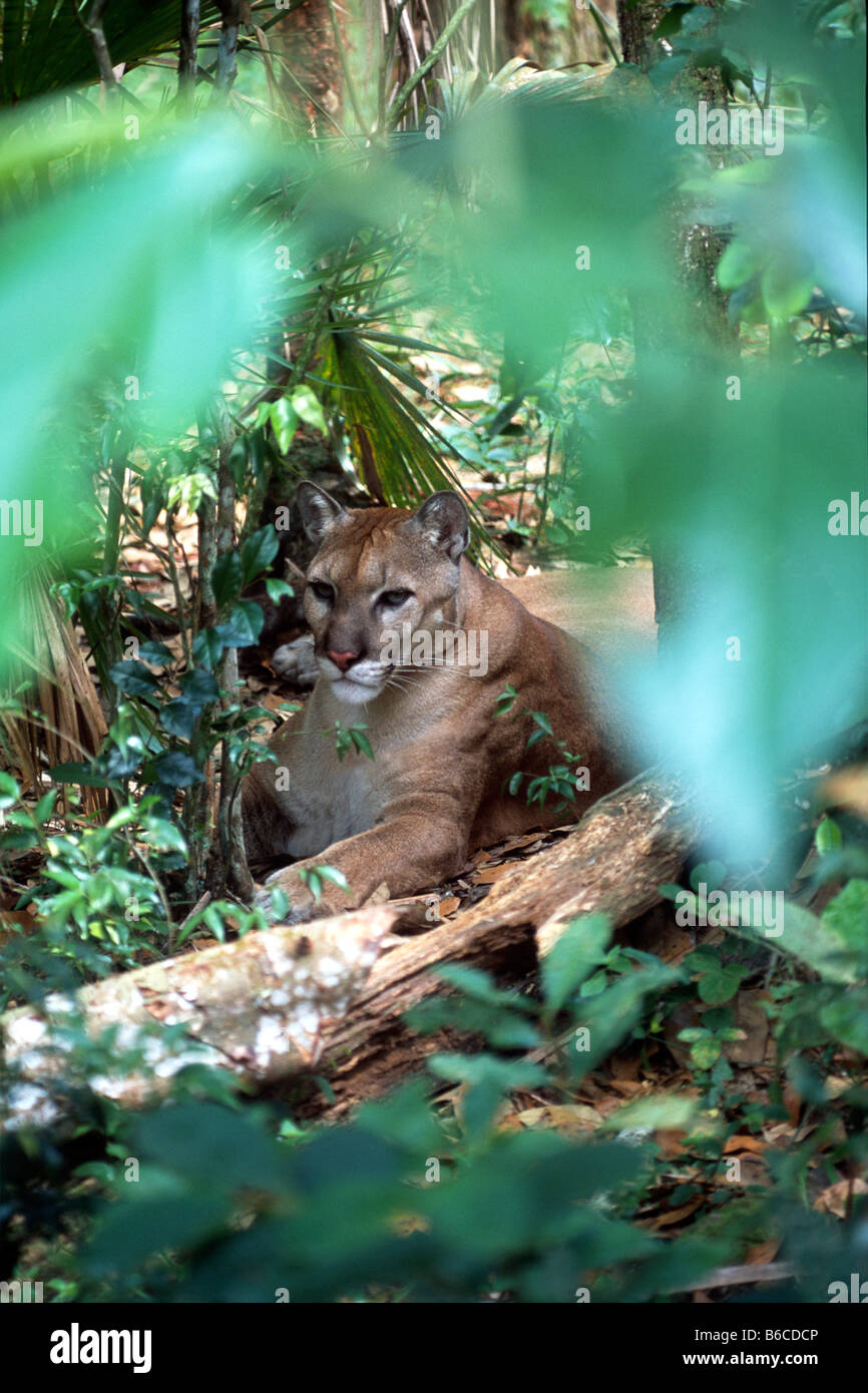 Surrounded by lush foliage, puma (Felis concolor) in Belize Zoo rests ...