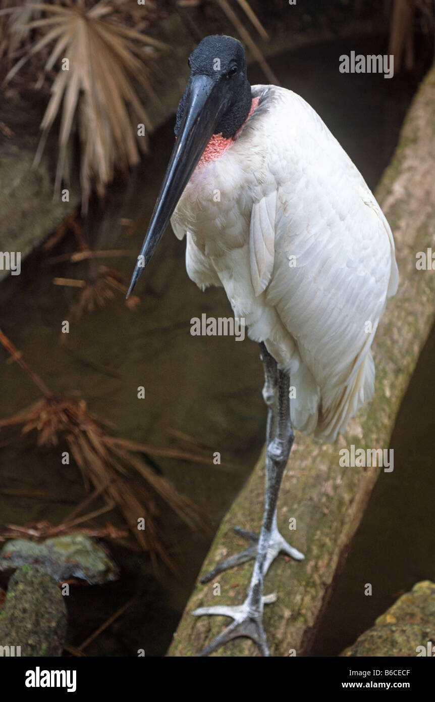 At Belize Zoo Jabiru stock (Jabiru mycteria), one of the largest birds ...
