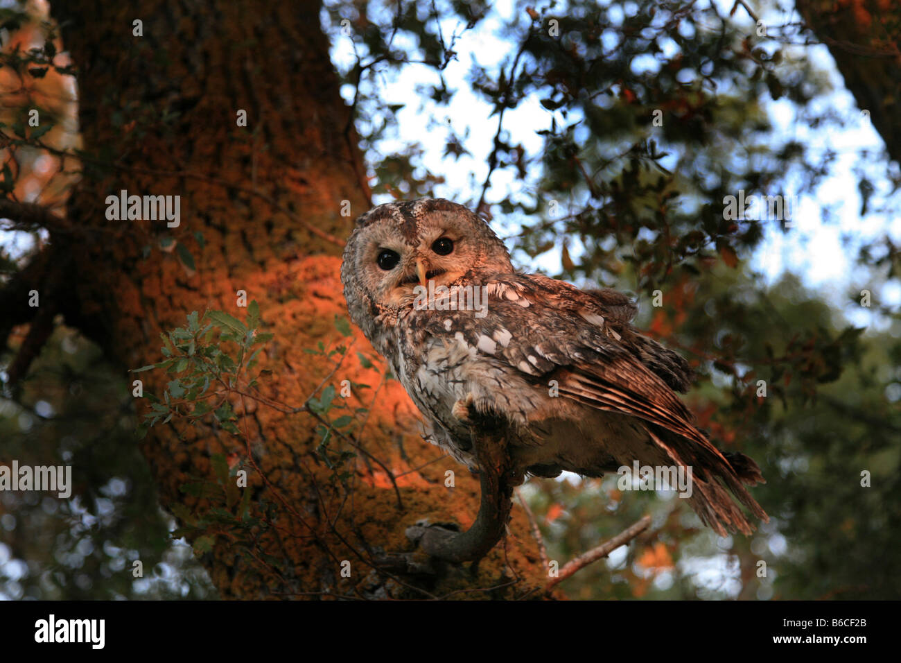 Tawny owl on oak tree Stock Photo - Alamy