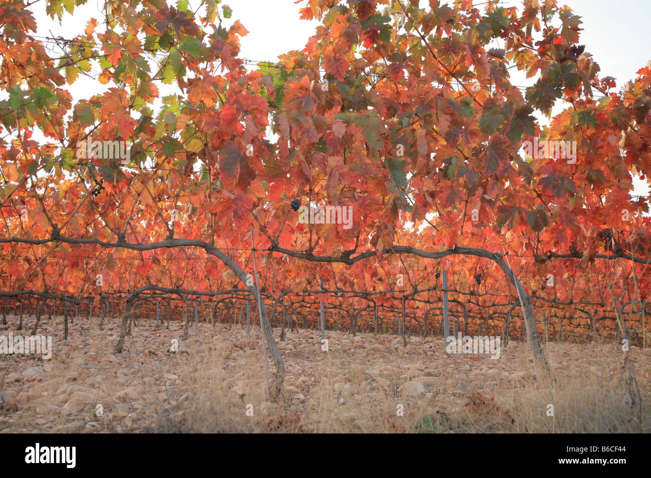 Culture vines hi-res stock photography and images - Alamy