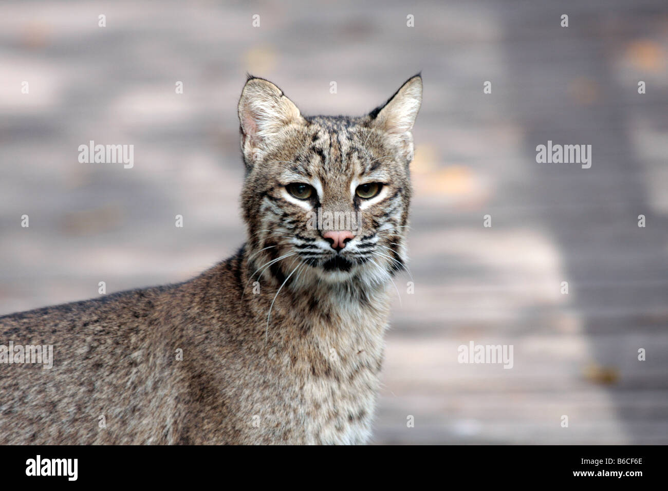 American bobcat hi-res stock photography and images - Alamy