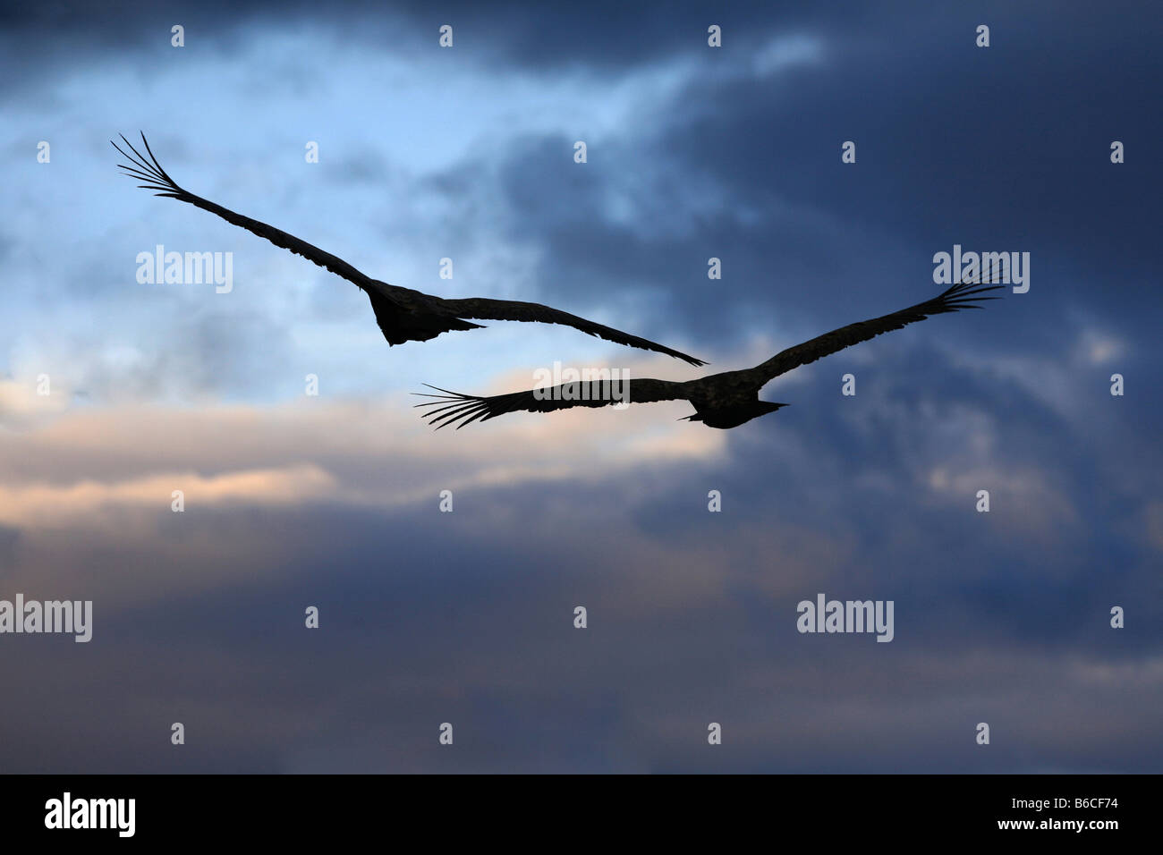 Flying vultures hi-res stock photography and images - Alamy