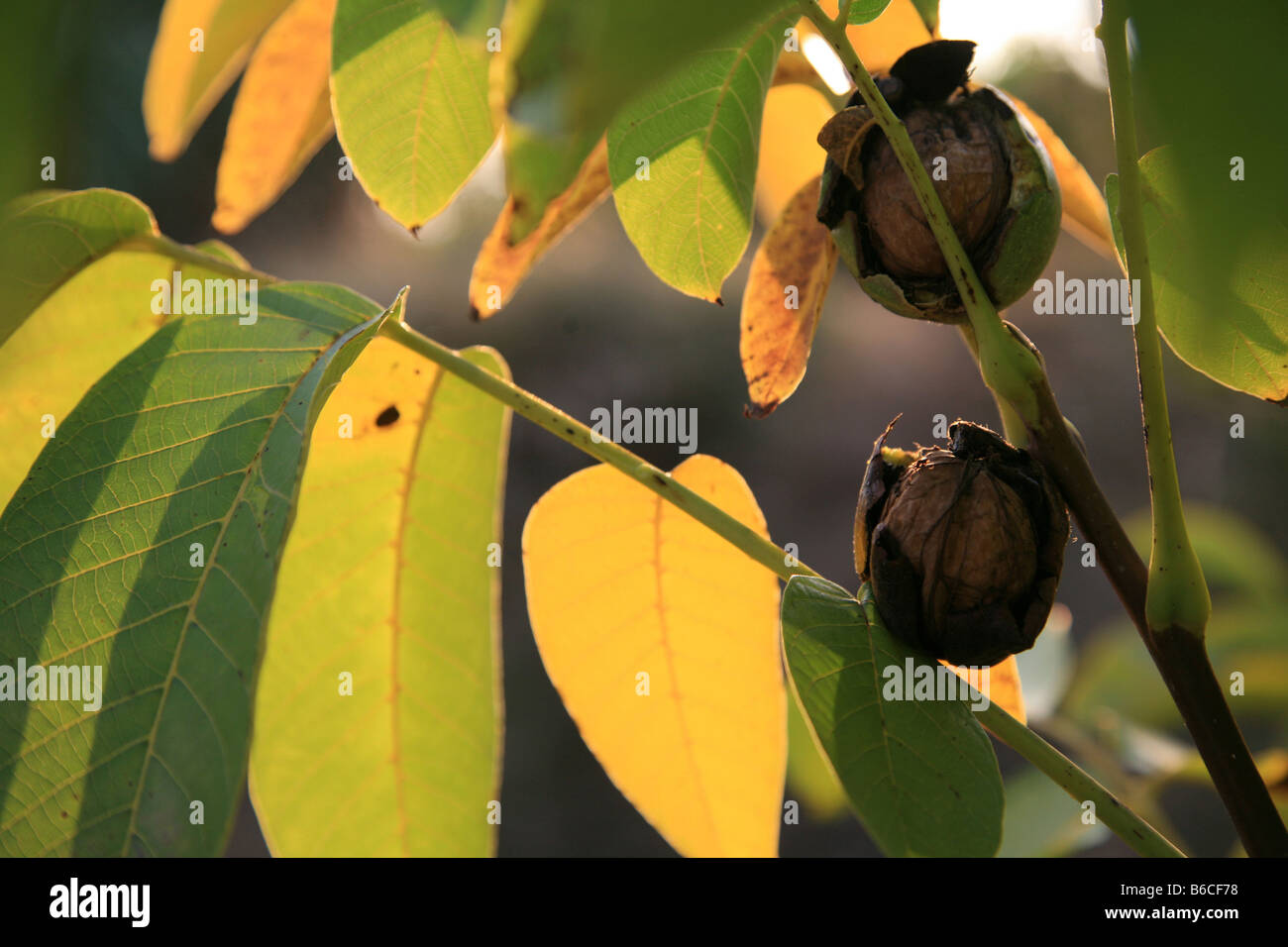 Walnut tree colorful autumn hi-res stock photography and images - Alamy