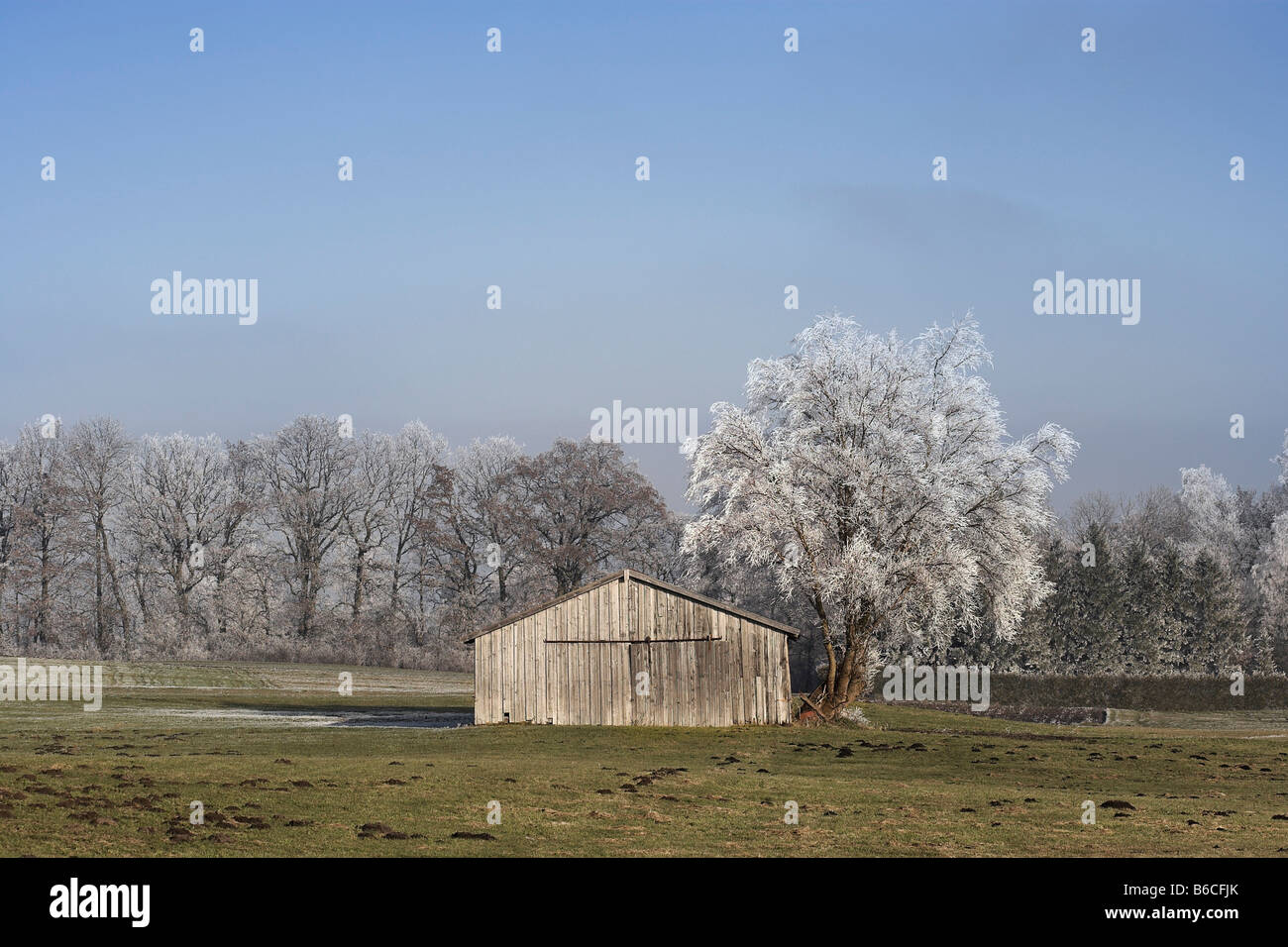 Frozen tree in front of log cabin in field Stock Photo - Alamy