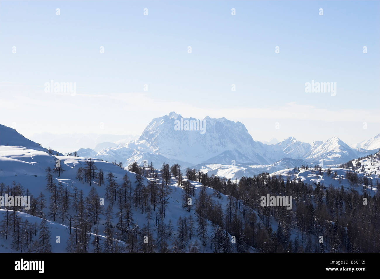 Trees on polar landscape Stock Photo - Alamy