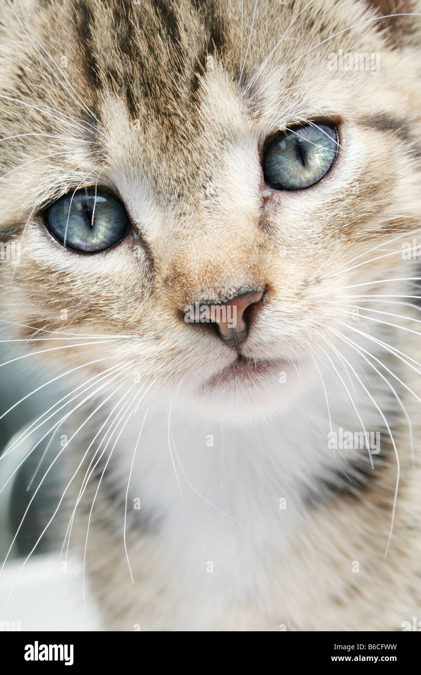 Close-up of kitten's face Stock Photo - Alamy
