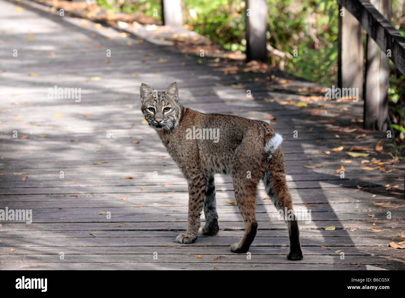 Bobcat florida hi-res stock photography and images - Alamy
