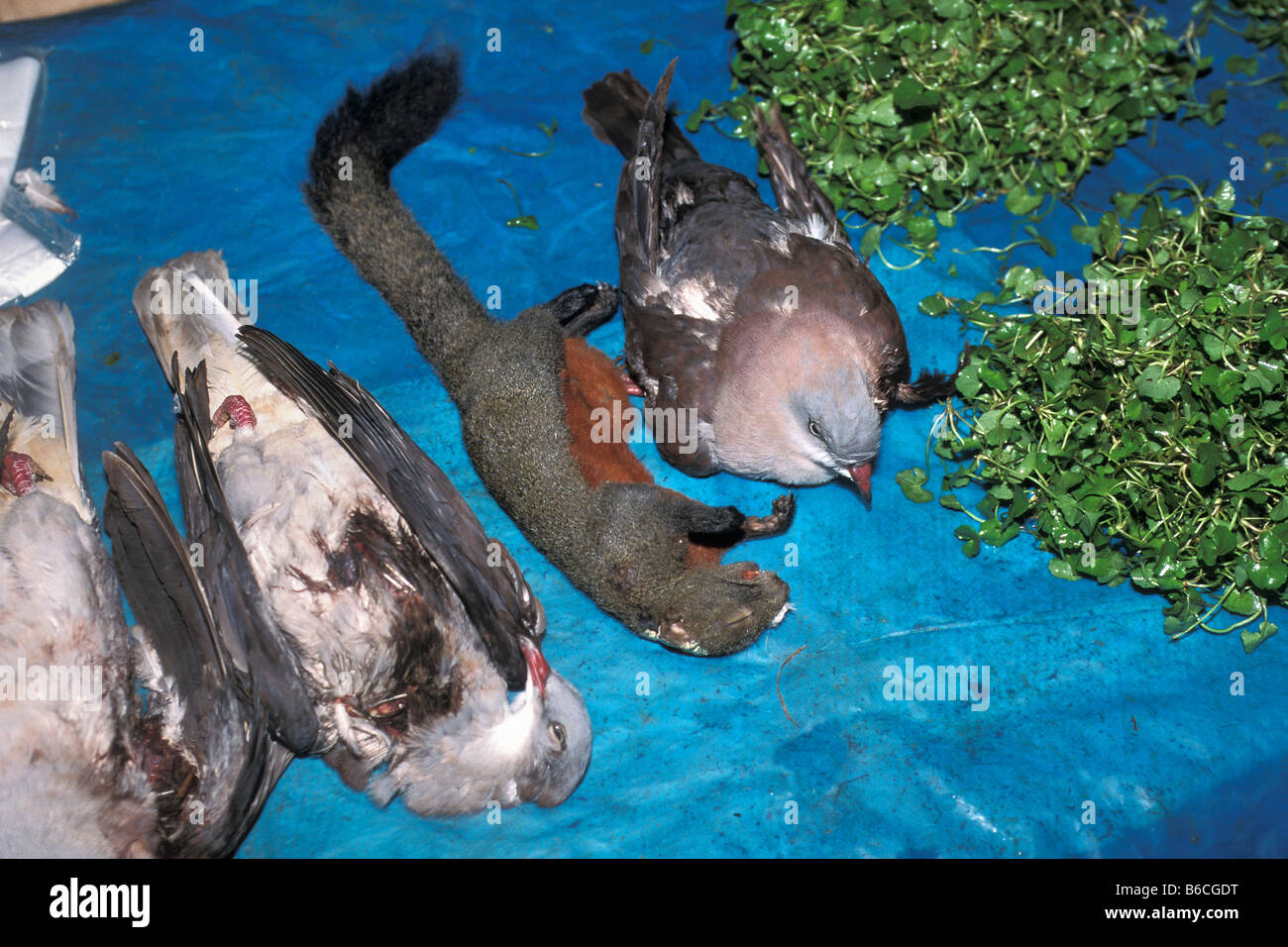Laos. Luang Namtha. Market. Selling animals from jungle Stock Photo - Alamy