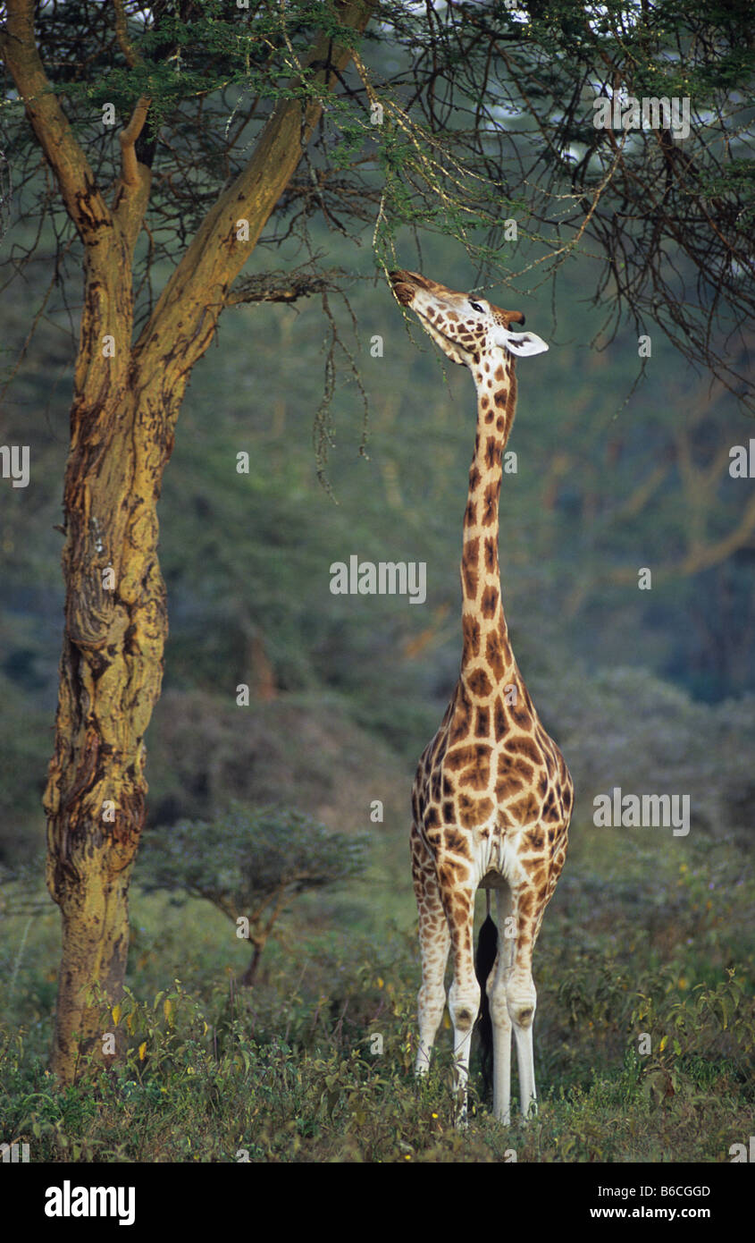 A Rotschild giraffe reaching out for leaves just before sunset Stock ...