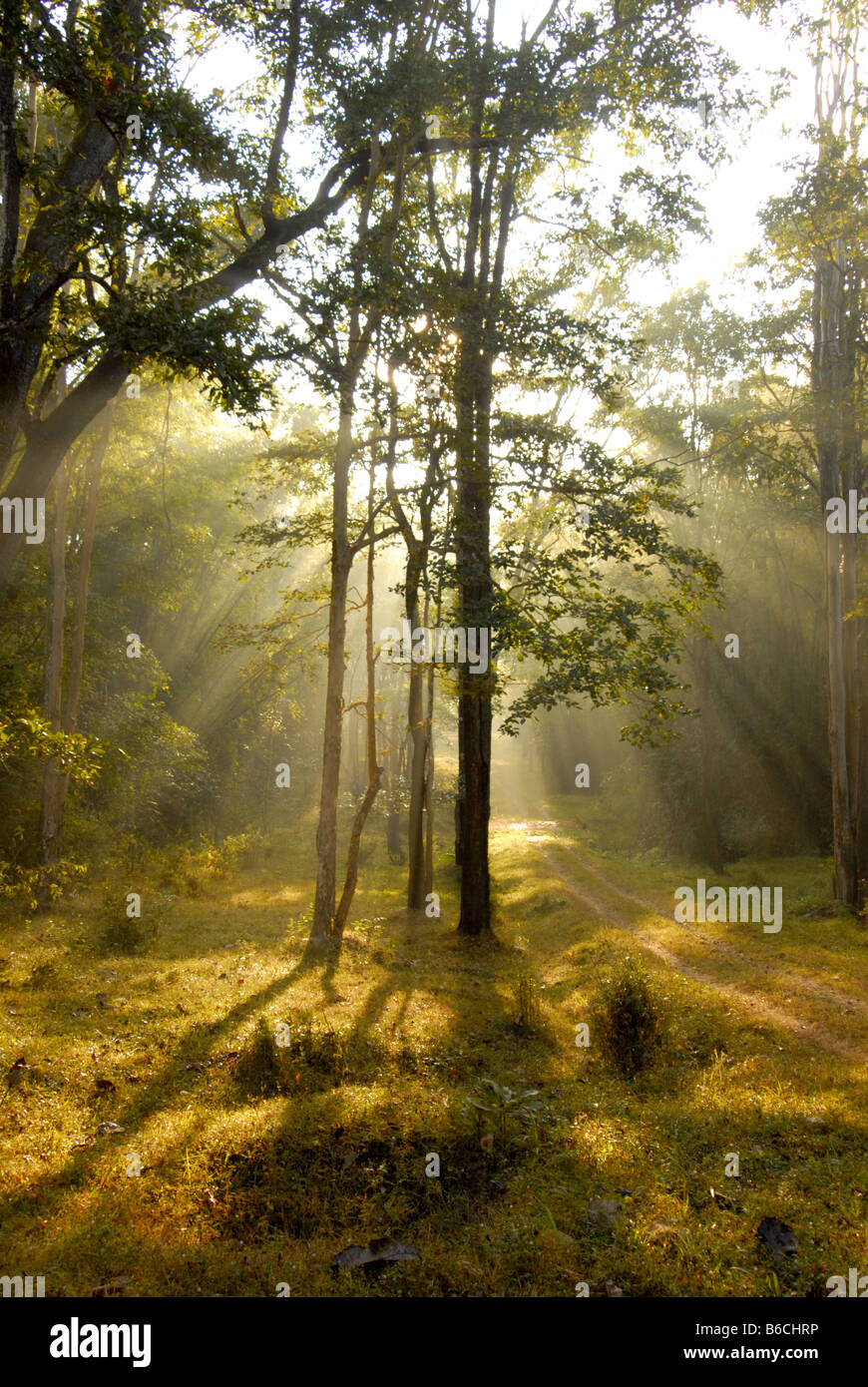 THOLPETTY WILDLIFE SANCTUARY IN WAYANAD KERALA Stock Photo - Alamy