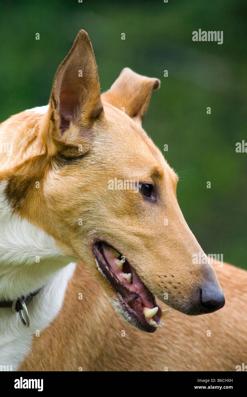 Side profile dog panting on hi-res stock photography and images - Alamy