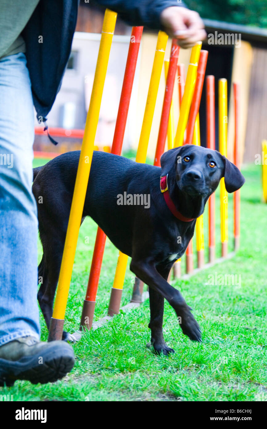 Dog walking with man in dog's show Stock Photo - Alamy